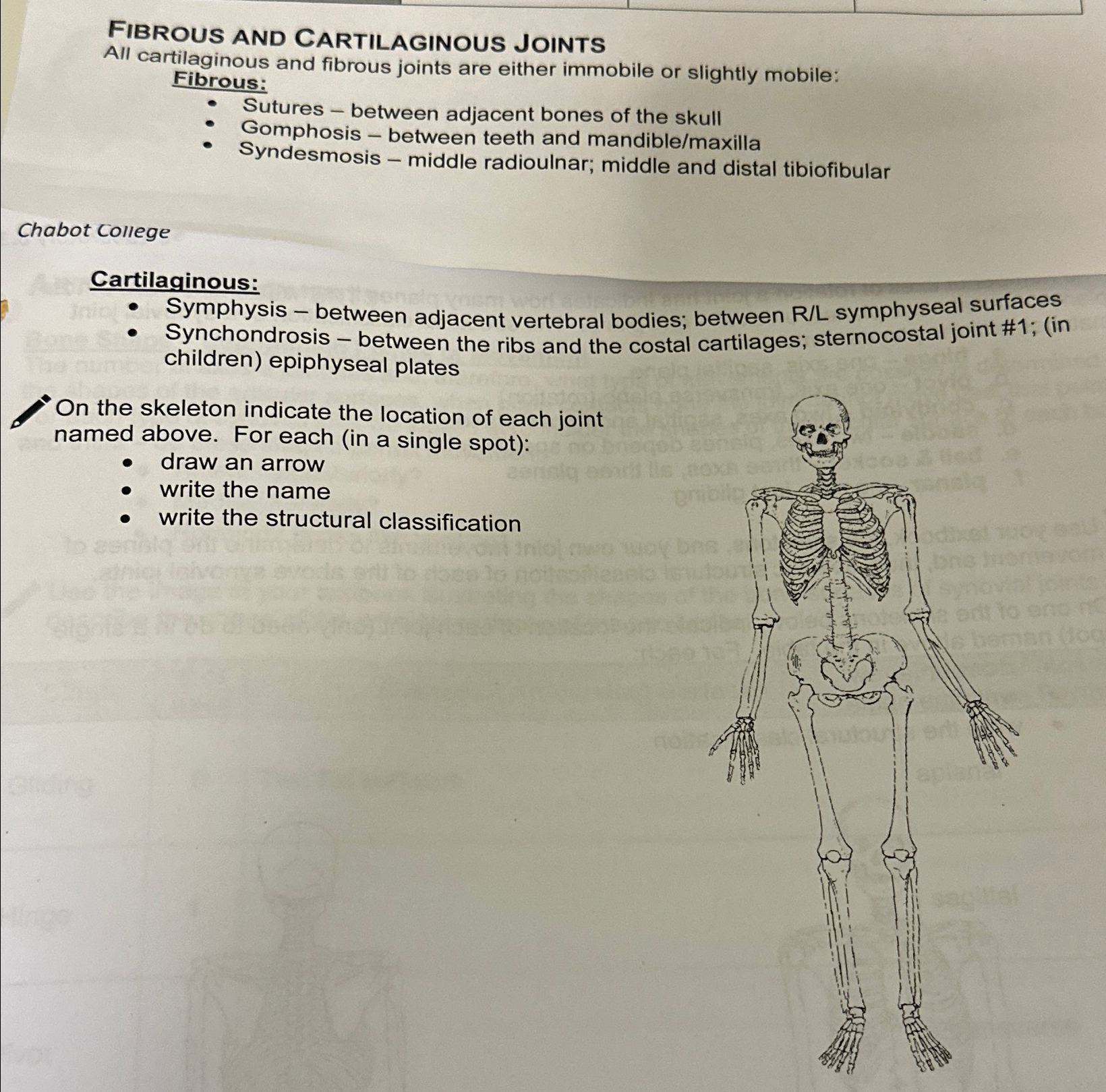 Solved FIBROUS AND CARTILAGINOUS JOINTSAll cartilaginous and | Chegg.com