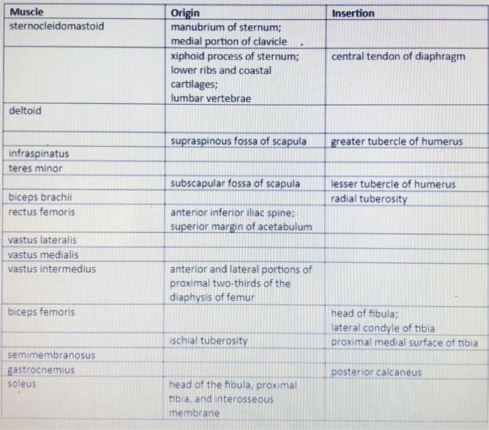 Solved Muscle sternocleidomastoid Insertion Origin manubrium | Chegg.com