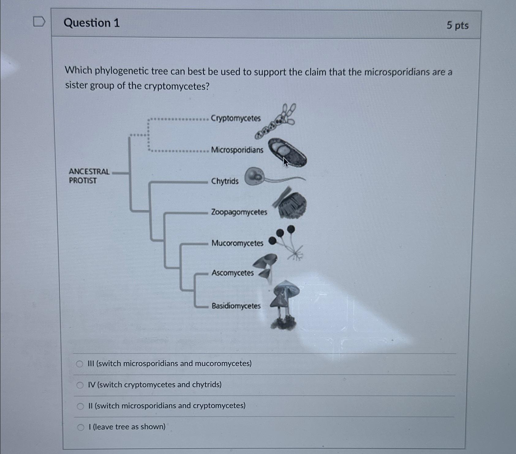 Solved Question 15 ﻿ptsWhich phylogenetic tree can best be | Chegg.com