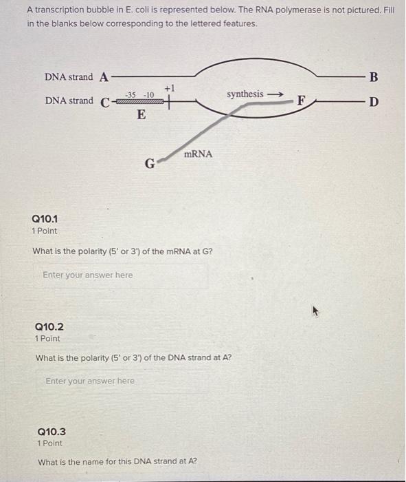 Solved A transcription bubble in E. coli is represented | Chegg.com