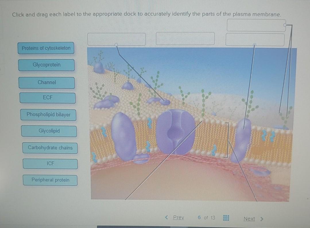 Click and drag each label to the appropriate dock to | Chegg.com