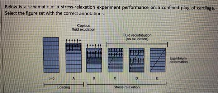 Solved Below is a schematic of a stress-relaxation | Chegg.com