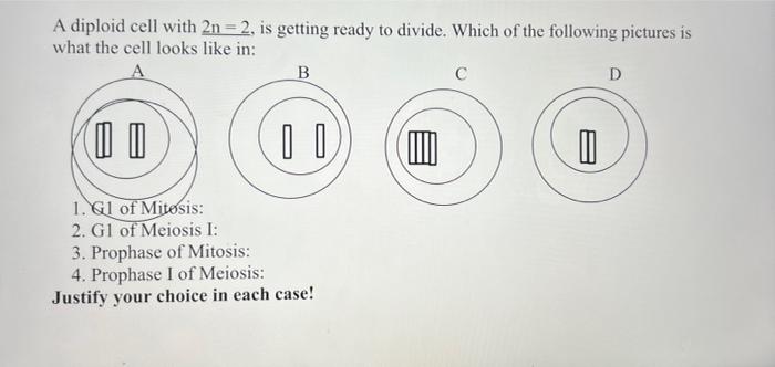 Solved A diploid cell with 2n=2, is getting ready to divide. | Chegg.com