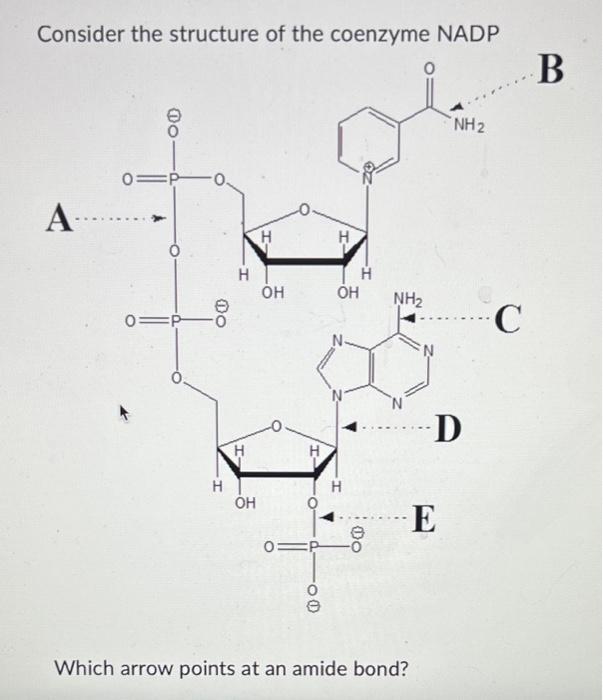 Solved Consider the structure of the coenzyme NADP Which | Chegg.com