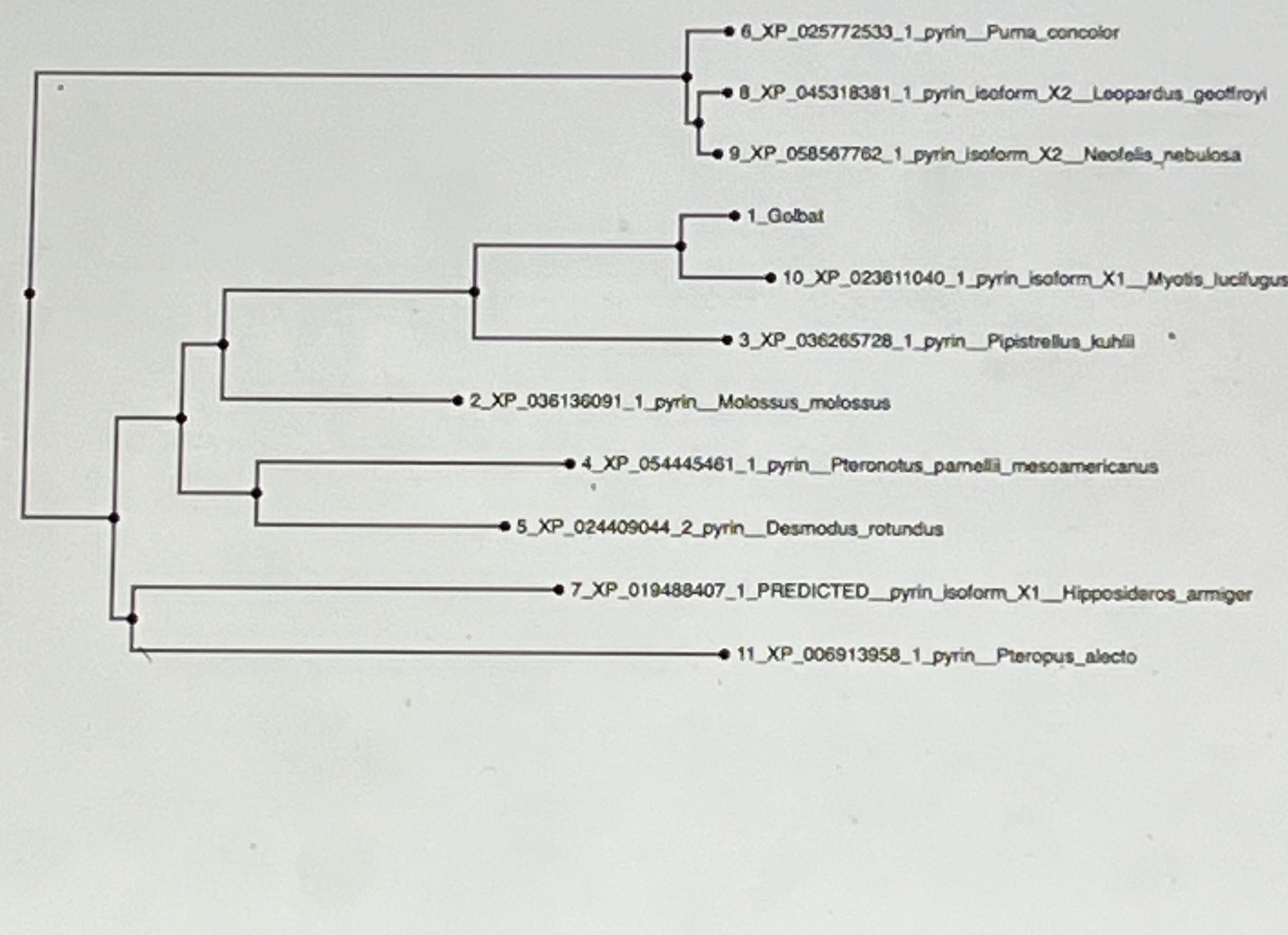 Table 11QuestionsBased on the phylogeny you built, | Chegg.com