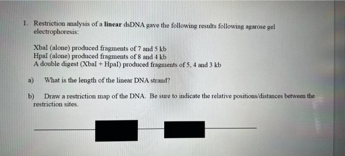 1. Restriction analysis of a linear dsDNA gave the | Chegg.com