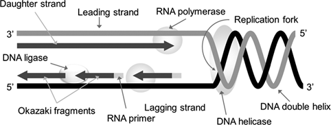 Definition of Replication | Chegg.com