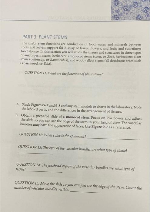 PART 3. PLANT STEMS The major stem functions are | Chegg.com
