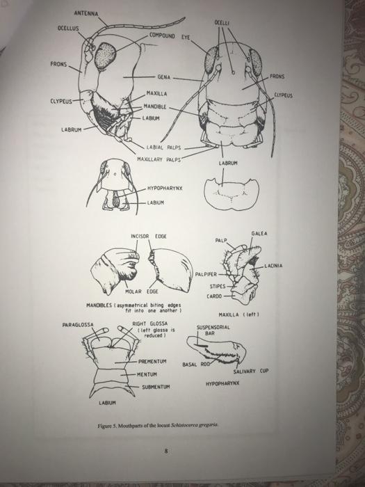 Solved Dissection of locust In the video, observe the | Chegg.com