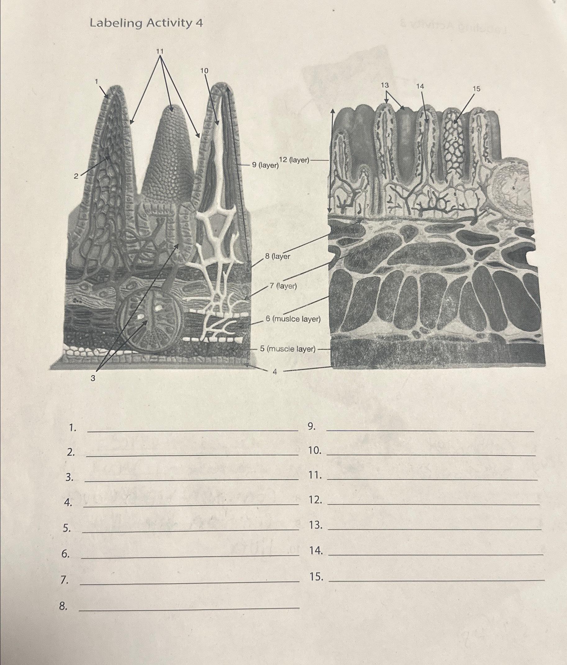 Solved Labeling Activity | Chegg.com