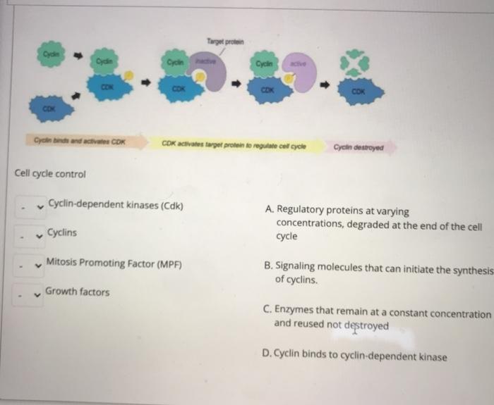Solved Target protein Odin Orch Cycin Cycle bande and the | Chegg.com