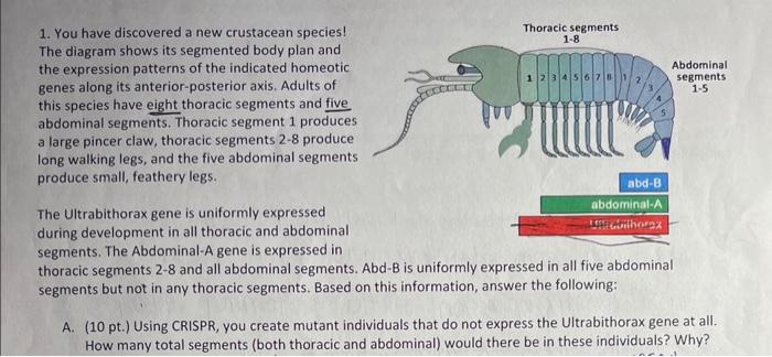 Solved 1. You have discovered a new crustacean species! The | Chegg.com