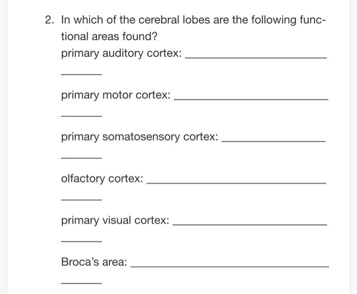 Solved The Human Brain 1. Using the terms from the key, | Chegg.com