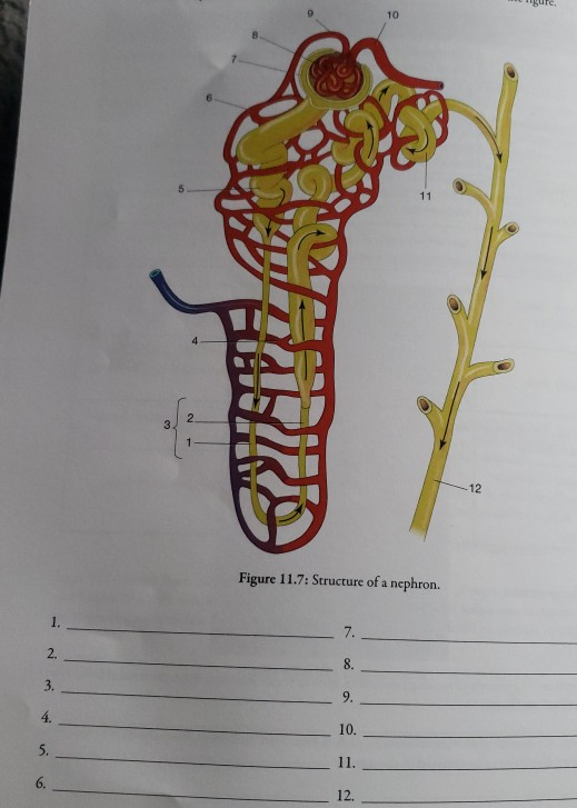 Solved Label the structures of the renal corpuscle in Figure | Chegg.com