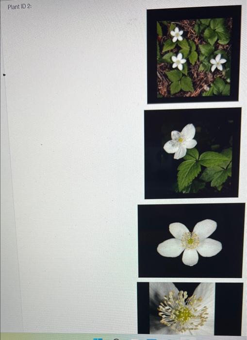 Laboratory 3 Worksheet Ranunculaceae Order: WORDS TO | Chegg.com