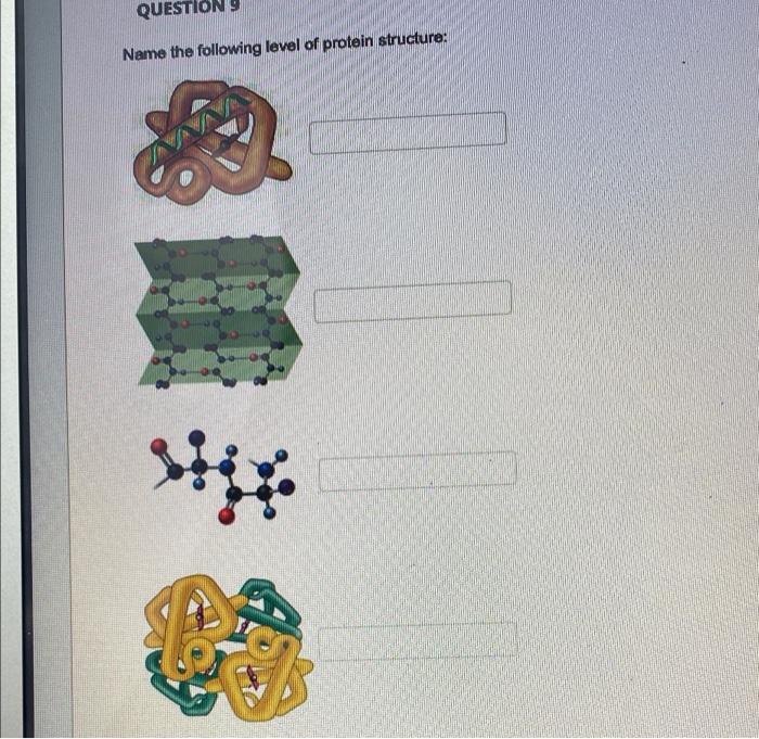Solved QUESTIONS Name the following level of protein | Chegg.com