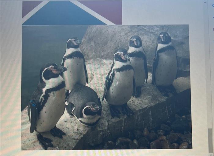 Solved CSI 140 webedeveloper. How to compile and fix | Chegg.com