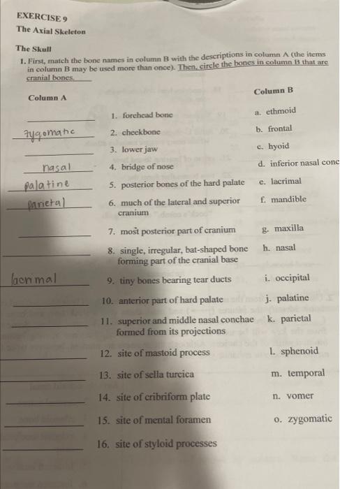 Solved The Skull 1. First, match the bone names in column B | Chegg.com