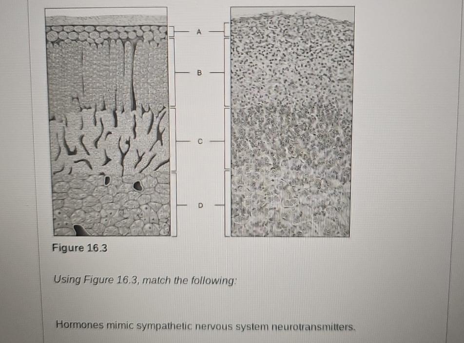 Solved Figure 16.3Using Figure 16.3, ﻿match the | Chegg.com