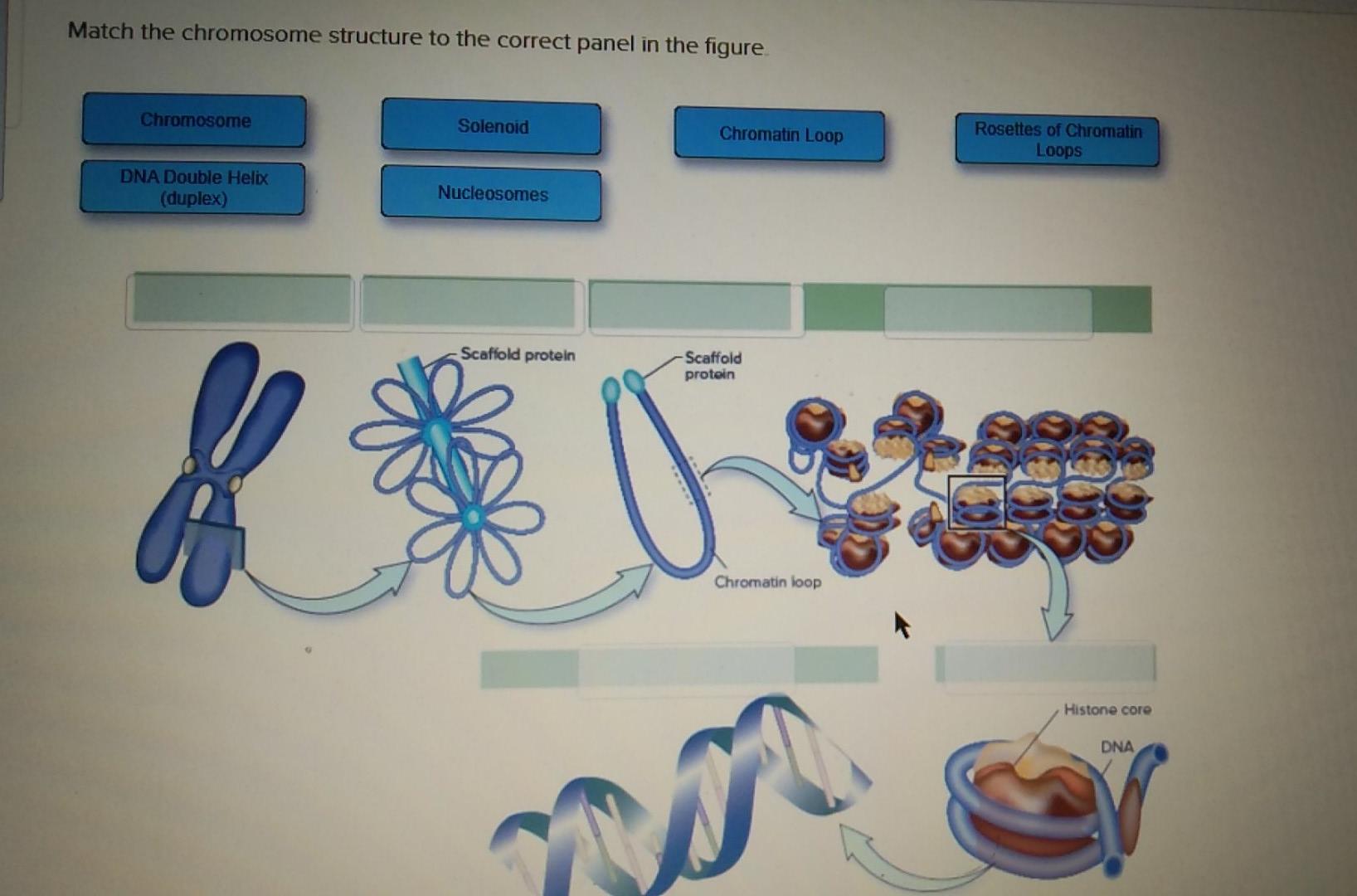 Solved Match the chromosome structure to the correct panel | Chegg.com