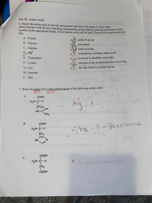 Solved UM Part III: Amino Acids 6. Match the amino acid on | Chegg.com
