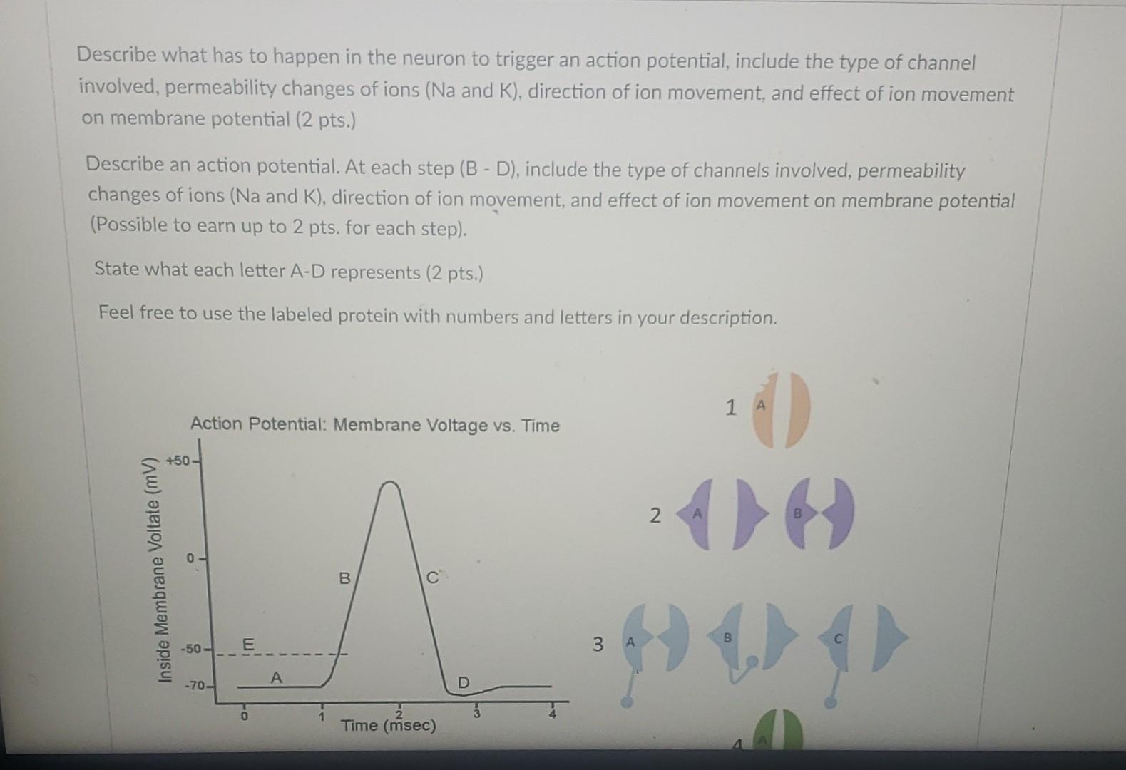 Solved Describe what has to happen in the neuron to trigger | Chegg.com