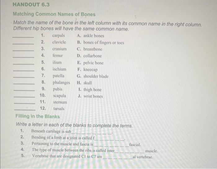 Solved Matching Common Names of Bones Match the name of the | Chegg.com