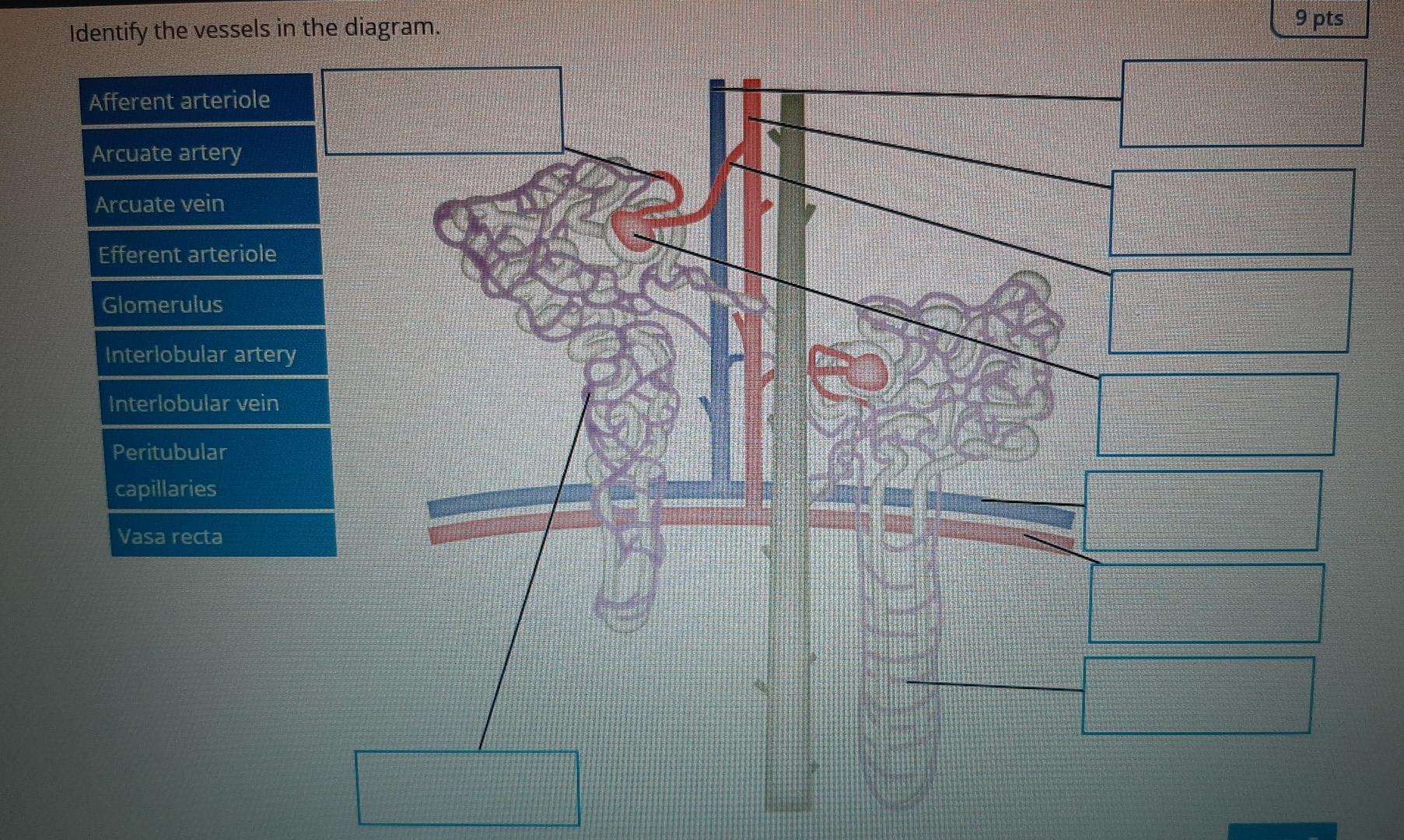 Peritubular Capillaries Diagram