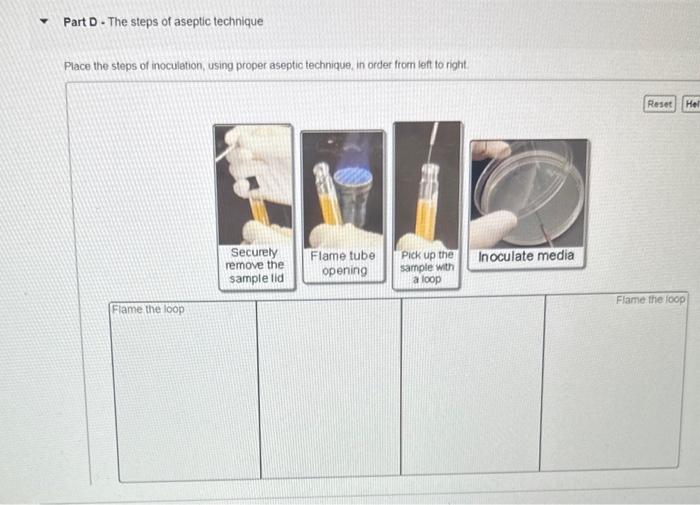 Solved Place the steps of inoculation, using proper aseptic | Chegg.com