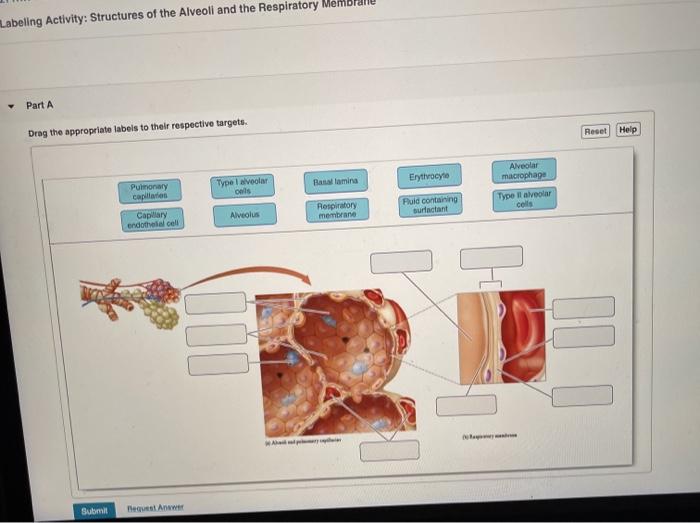 Solved Labeling Activity: Structures of the Alveoli and the | Chegg.com