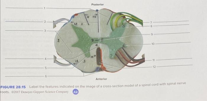 Solved FIGURE 28.15 Label the features indicated on the | Chegg.com