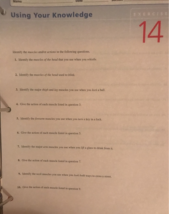 Solved Name Date Using Your knowledge Identify the muscles | Chegg.com