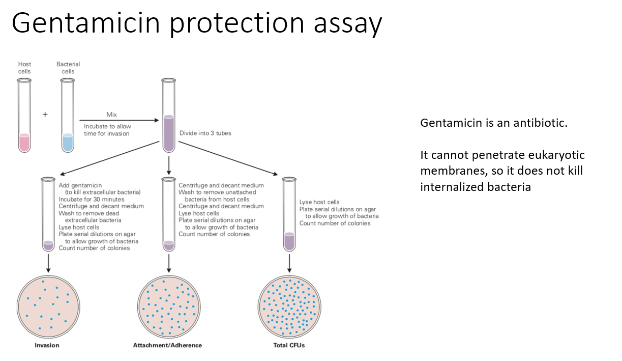Solved Gentamicin protection assayGentamicin is an | Chegg.com