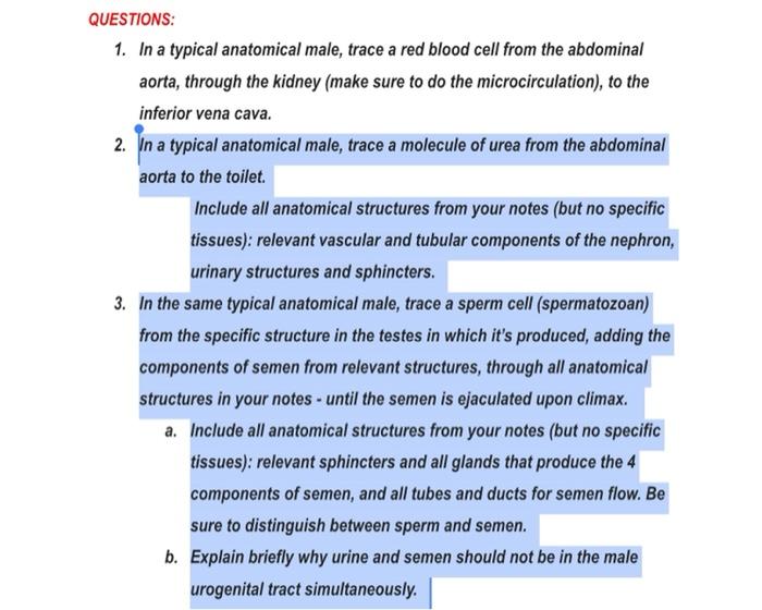 Solved QUESTIONS: 1. In a typical anatomical male, trace a | Chegg.com