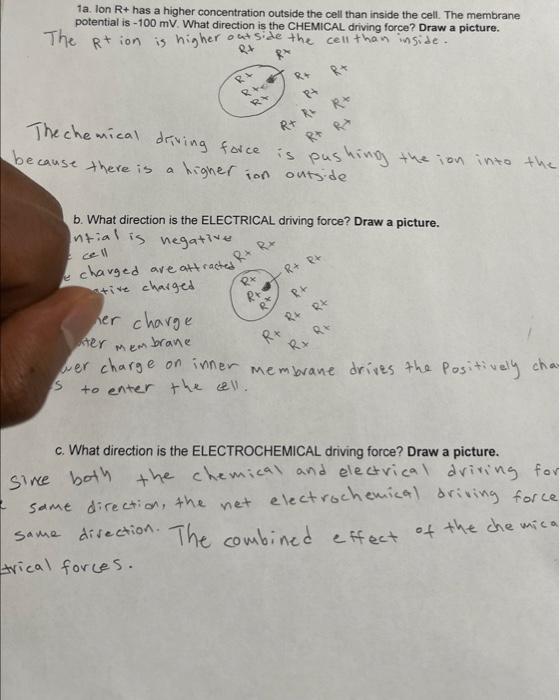 Solved 1a. Ion R+ has a higher concentration outside the | Chegg.com