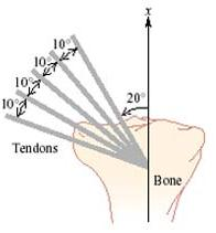 Solved If each tendon exerts a 2.70 pull on the bone, use | Chegg.com