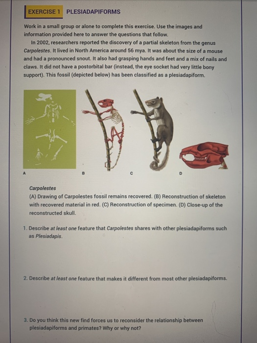 Solved EXERCISE 1 PLESIADAPIFORMS Work in a small group or | Chegg.com