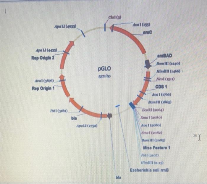 Solved 6. On the map of the used plasmid Mark (write), the | Chegg.com