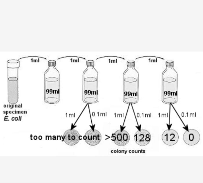 Solved 1ml 1ml 1ml 1ml 99ml 99ml 99ml 99ml original specimen | Chegg.com