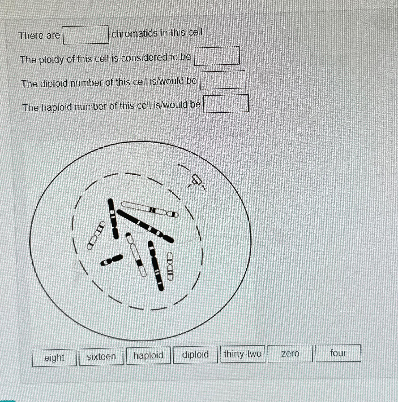 Solved There arechromatids in this cell.The ploidy of this | Chegg.com