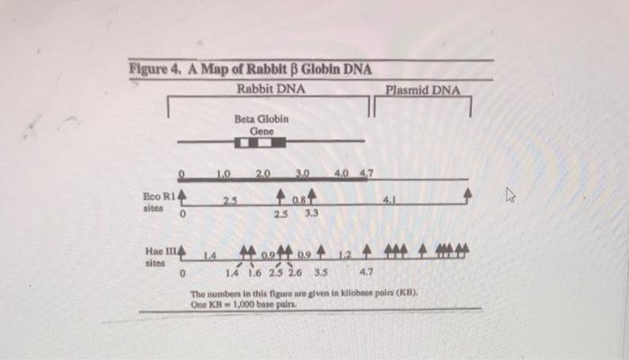 3. Compare the sizes and numbers of fragments in the | Chegg.com