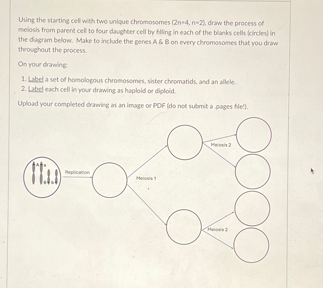 Solved Using the starting cell with two unique chromosomes | Chegg.com