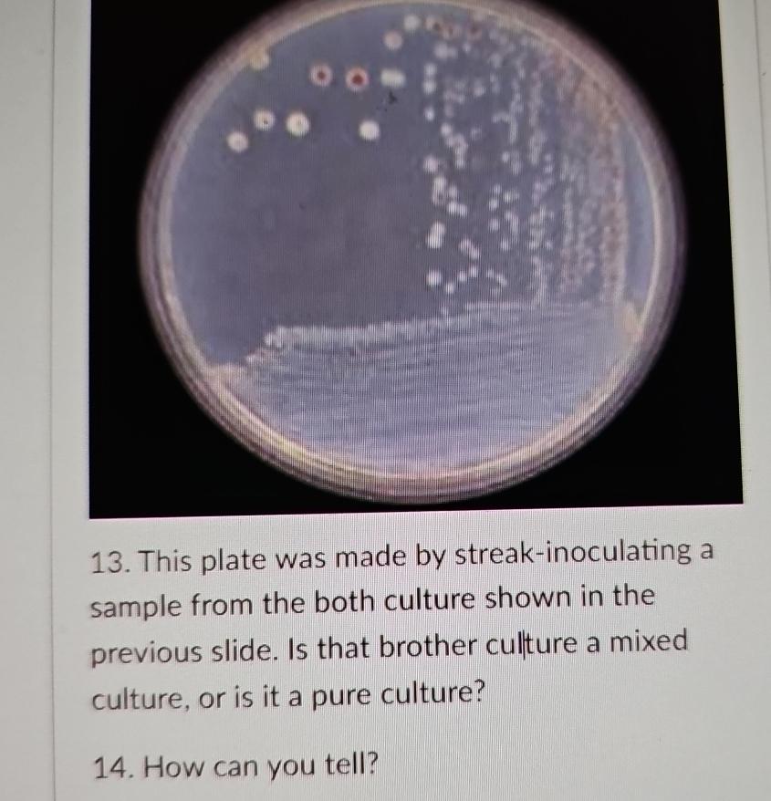 Solved This plate was made by streak-inoculating a sample | Chegg.com