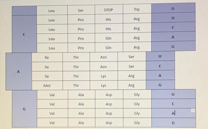 Solved Divide your mRNA into its codons using slash lines, | Chegg.com