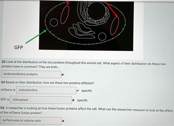 Solved ATP, cell wall, chloroplast, cholesterol, DNA, | Chegg.com