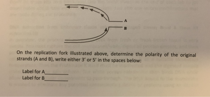 Solved On the replication fork illustrated above, determine | Chegg.com