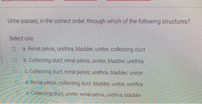 Solved Urine passes, in the correct order, through which of | Chegg.com