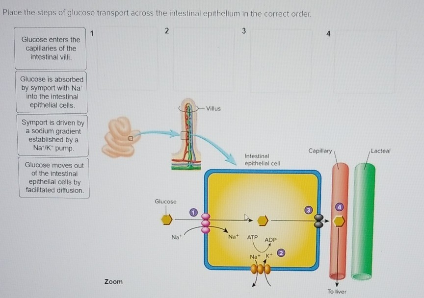 Solved Place the steps of glucose transport across the | Chegg.com