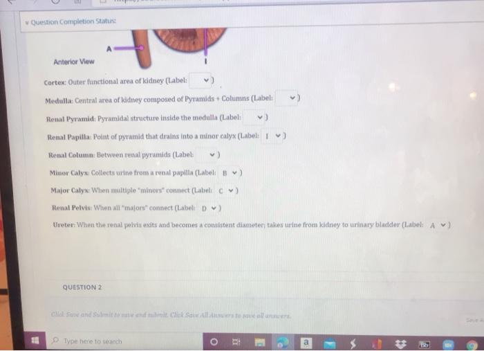 Solved Question Completion Status Labeling Pre-Lab: Kidney D | Chegg.com