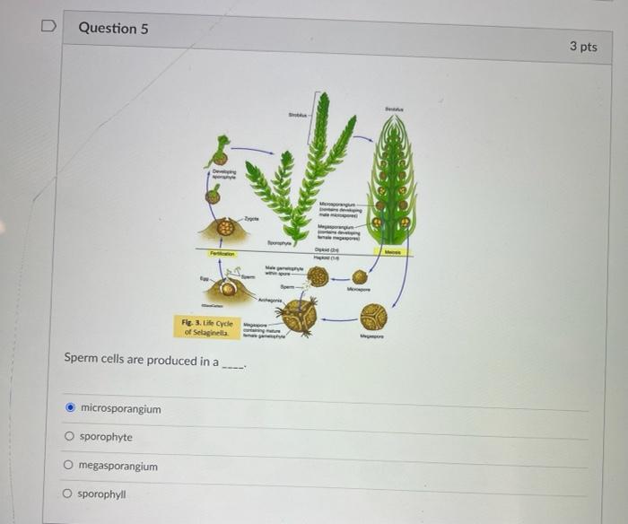 Solved D Question 5 3 pts M Fe 3. Life Cycle of Selaginella | Chegg.com